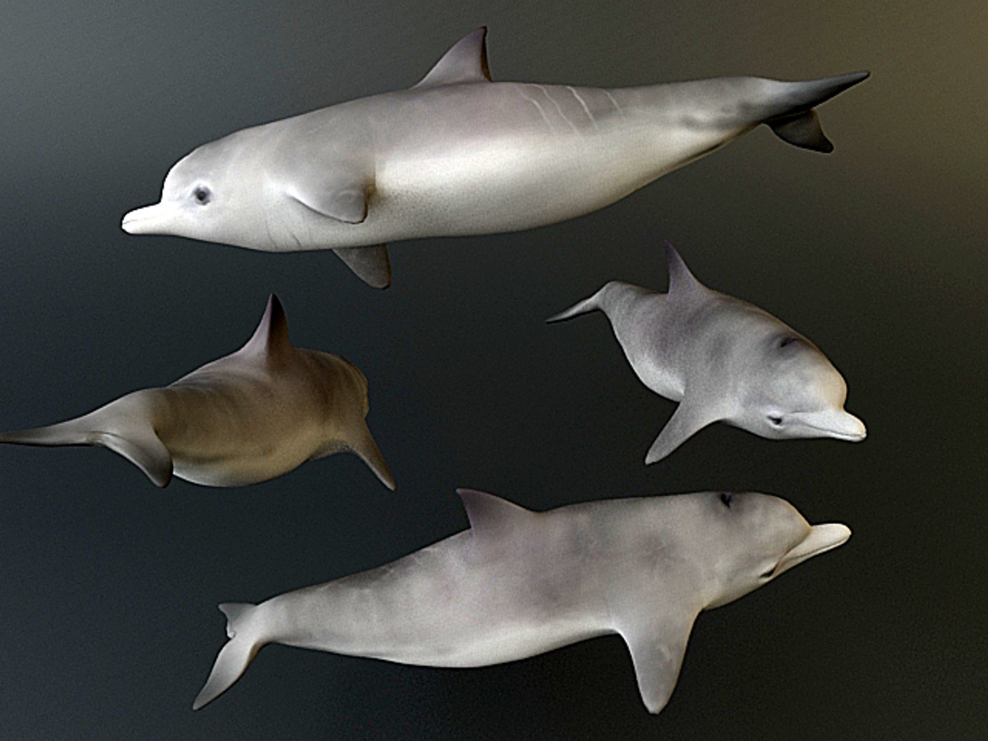 3d Obj Pack Dolphins