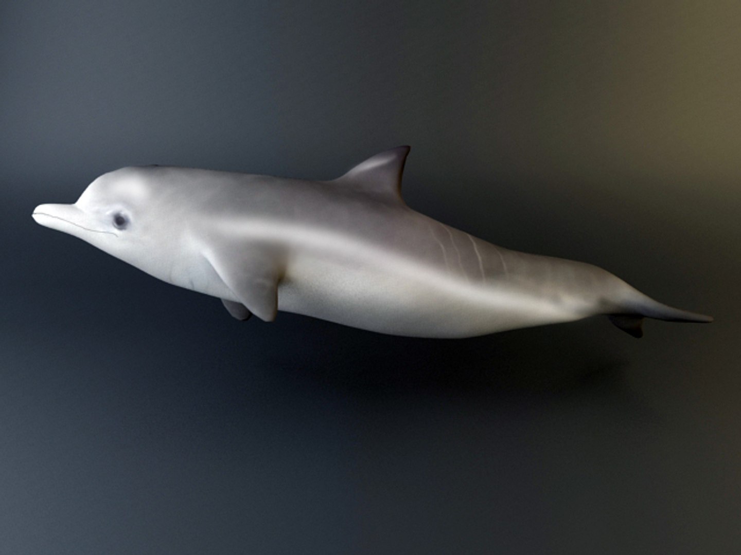 3d Obj Pack Dolphins