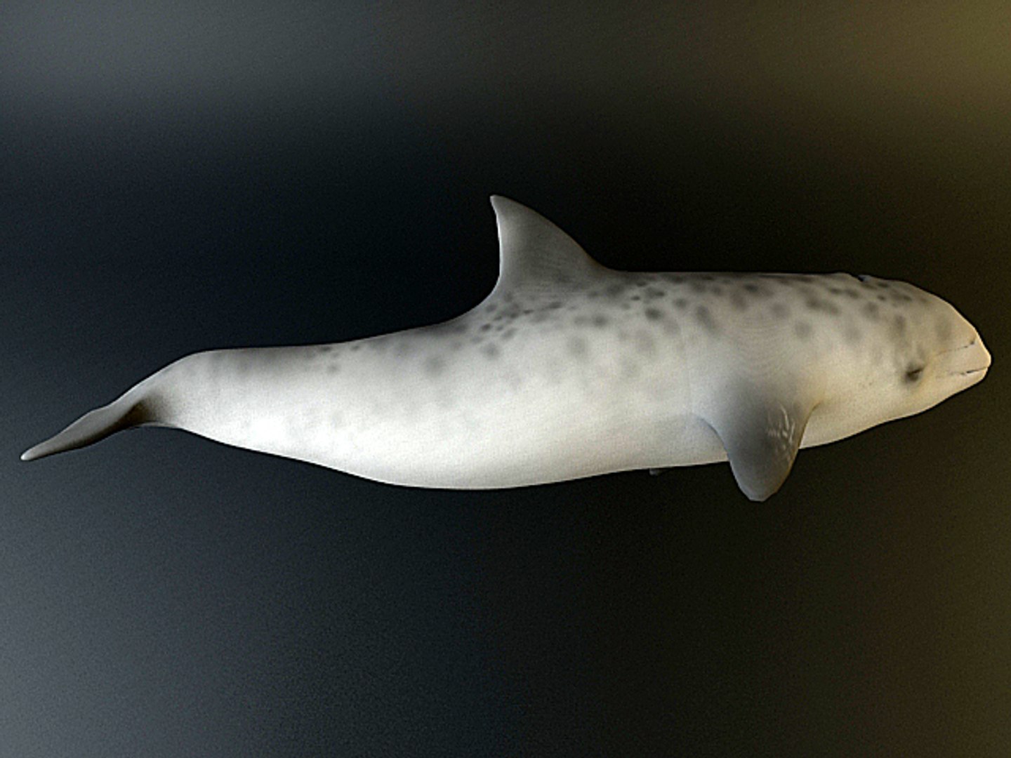 3d Obj Pack Dolphins