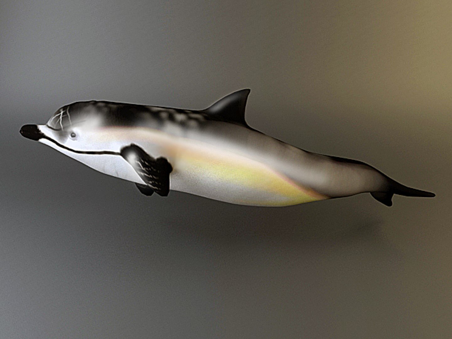 3d Obj Pack Dolphins