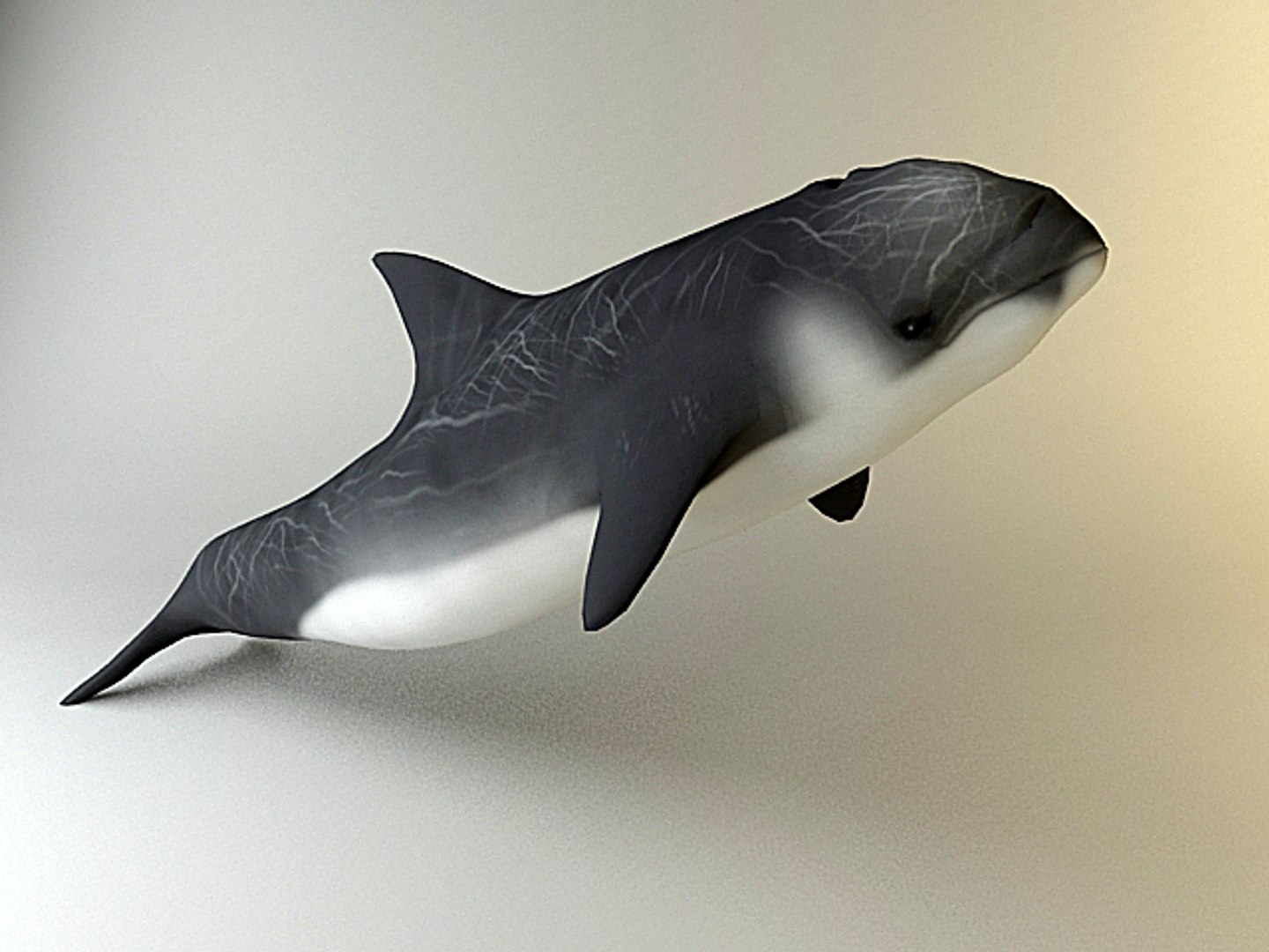 3d Obj Pack Dolphins