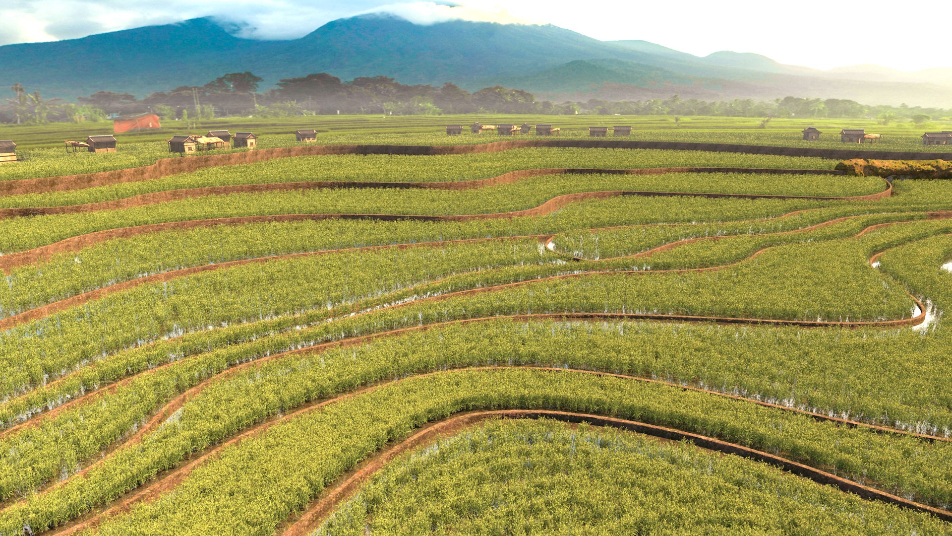 3D модель Rice fields The field - TurboSquid 1913150