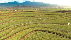 Rice Field 3D Models for Download | TurboSquid