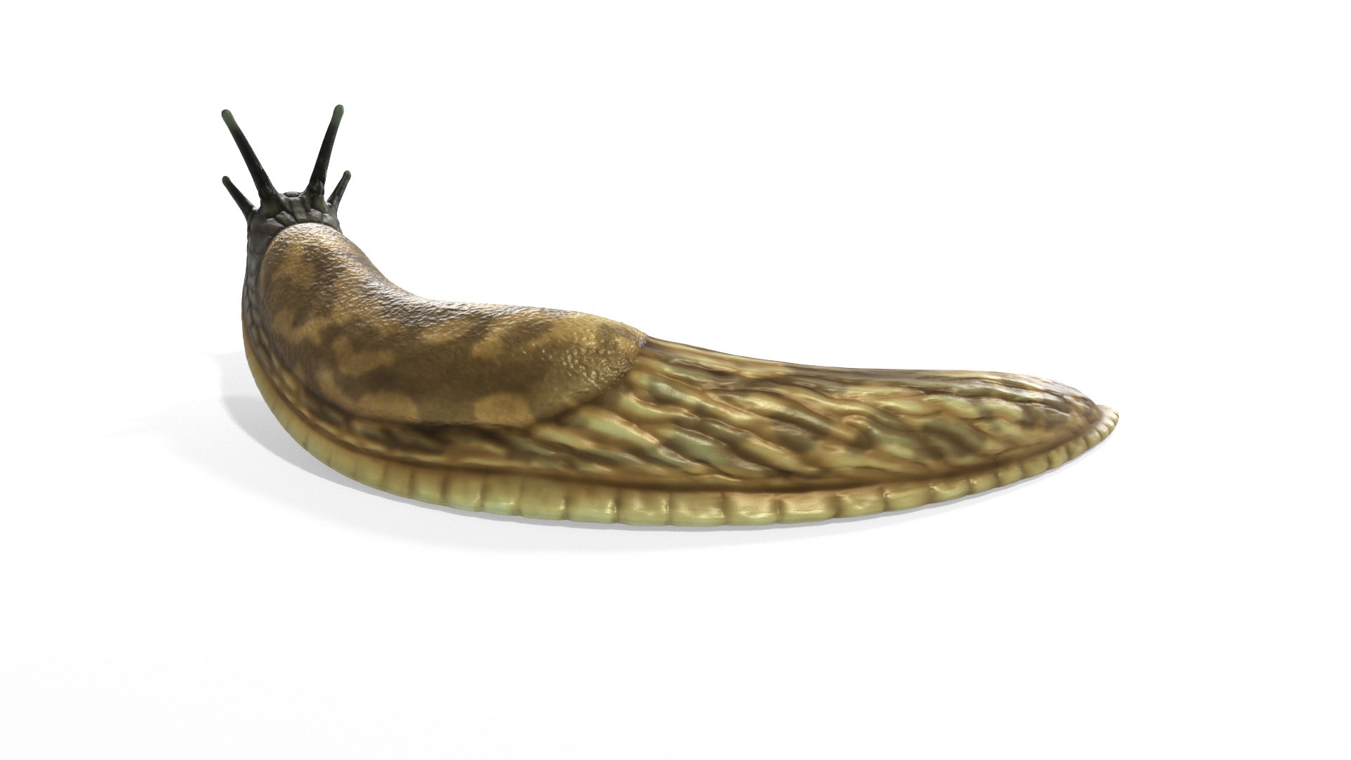 3D Slug - TurboSquid 2044500