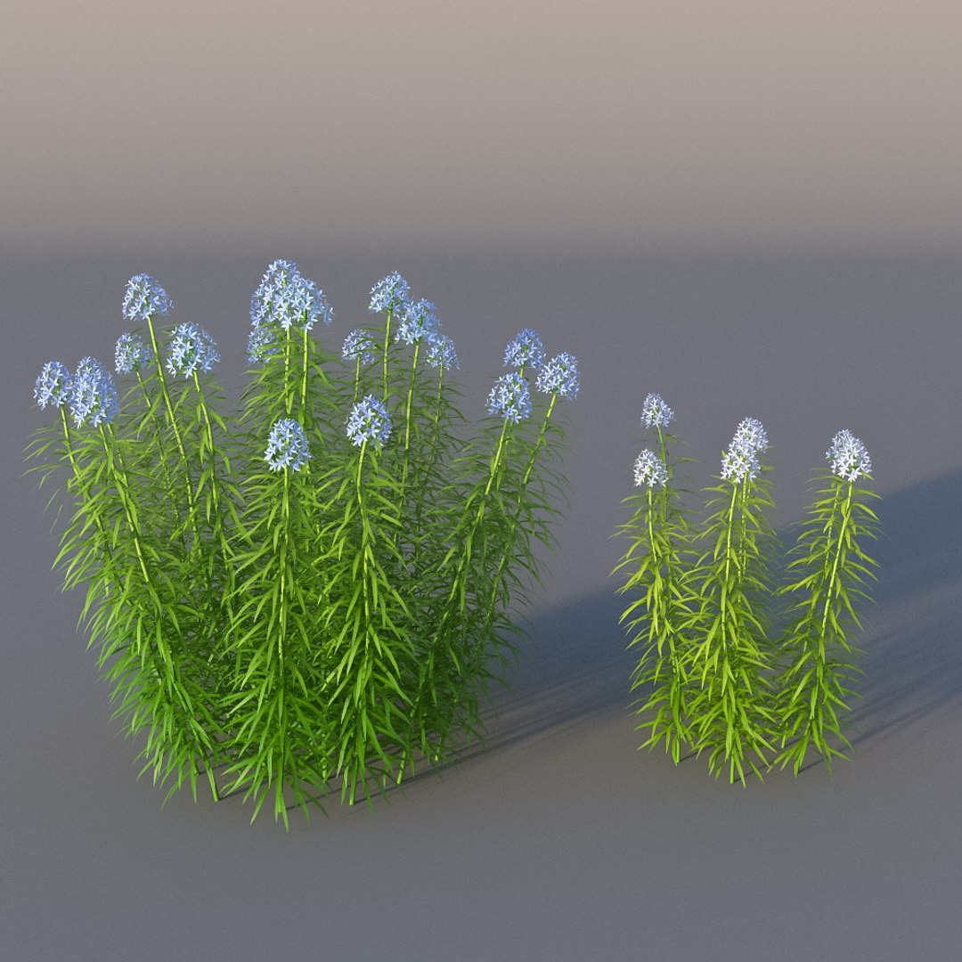 XfrogPlants Narrowleaf Bluestar - Amsonia Hubritchtii 3D Model ...