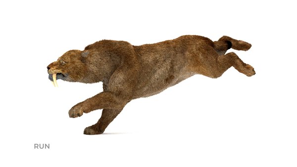 modelo 3d Smilodon Populator - TurboSquid 1292400