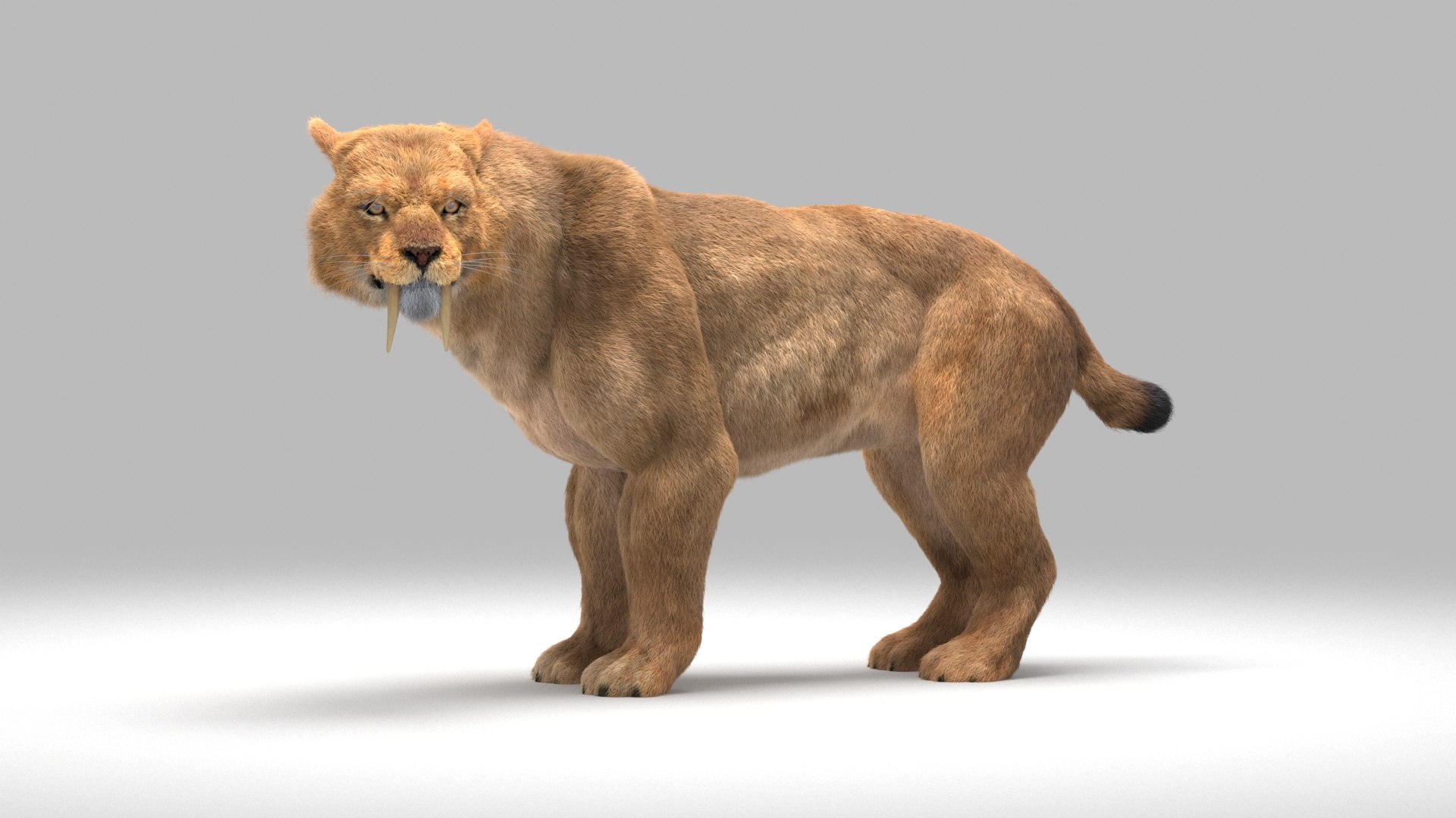 Saber-toothed Smilodon 3D Model - TurboSquid 1292400
