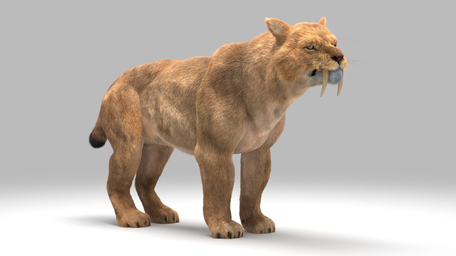 Saber-toothed Smilodon 3D Model - TurboSquid 1292400
