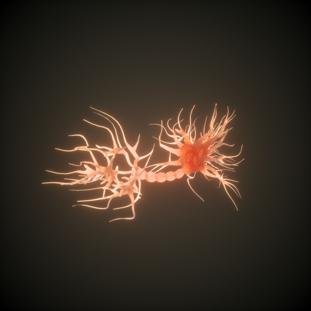 3D Neuron Science Model - TurboSquid 1386532