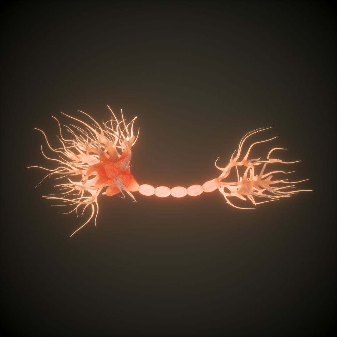 3D Neuron Science Model - TurboSquid 1386532