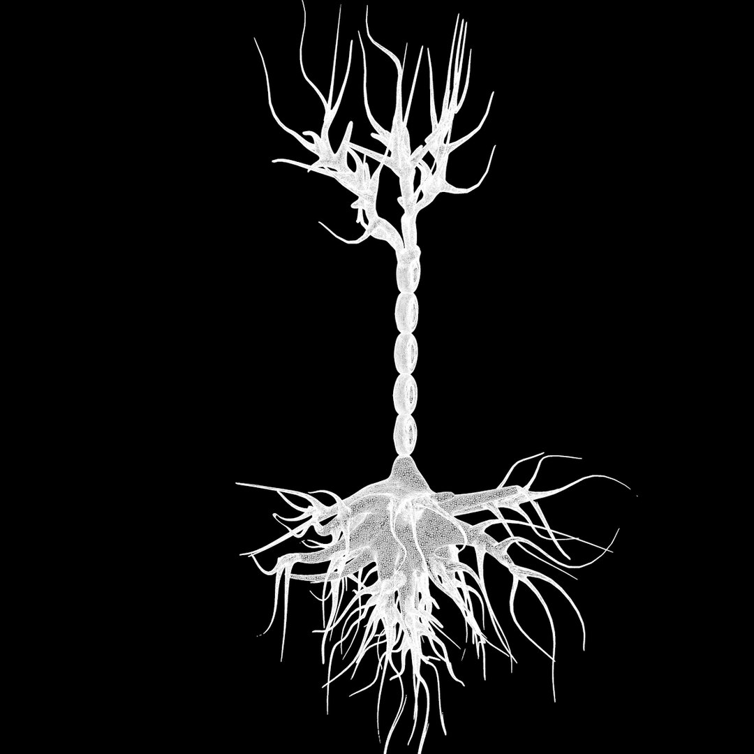 3D Neuron Science Model - TurboSquid 1386532