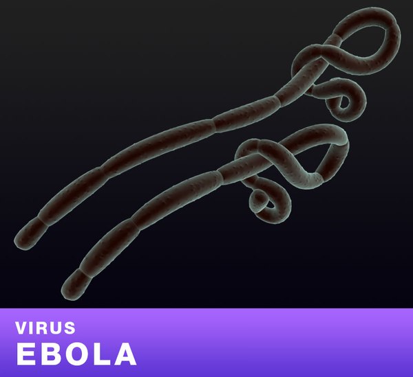 Virus ebola 3D model - TurboSquid 1326223
