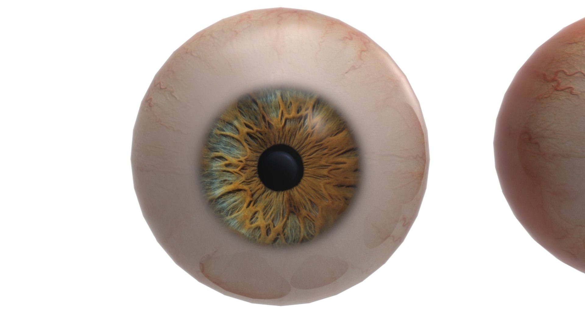 Eye ball 3D model - TurboSquid 1579827