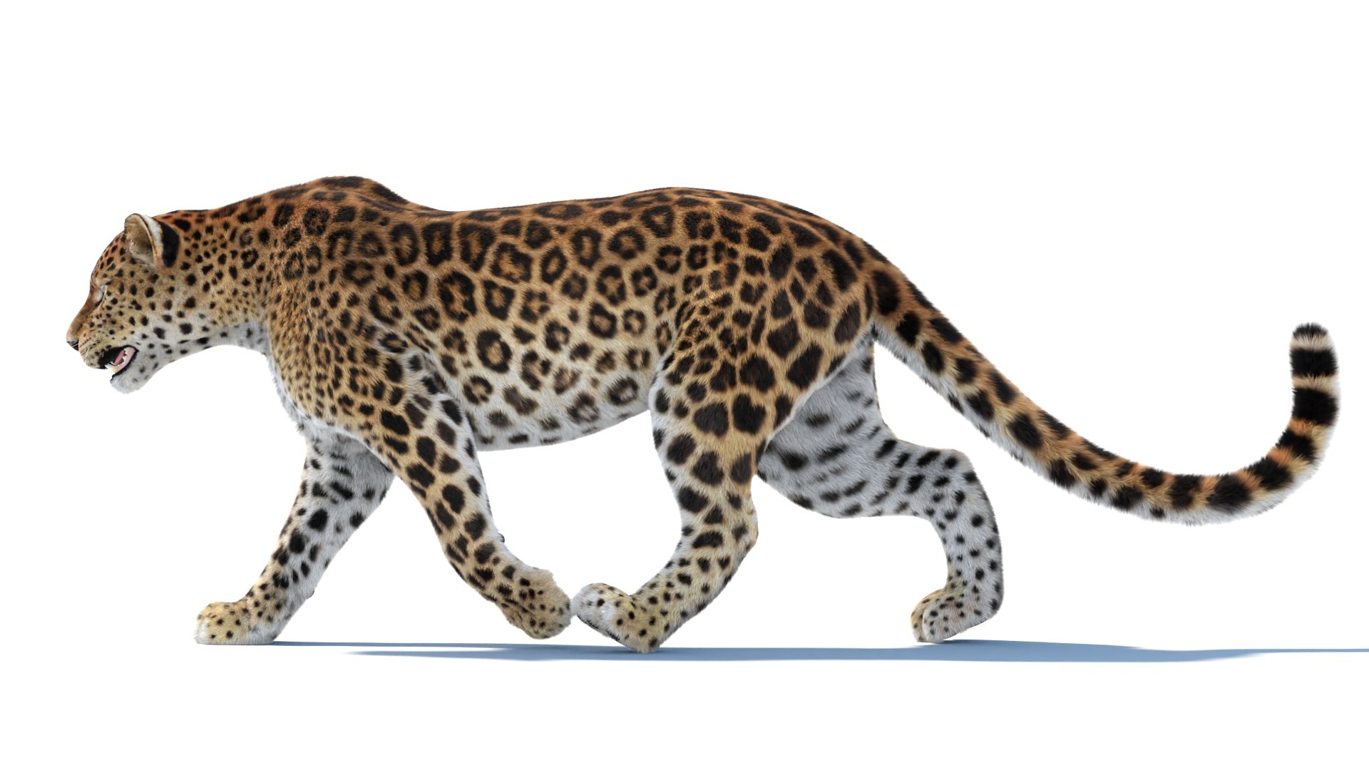 Animated Sri Lankan Leopard 3D Model With Fur 3D Model - TurboSquid 2286259