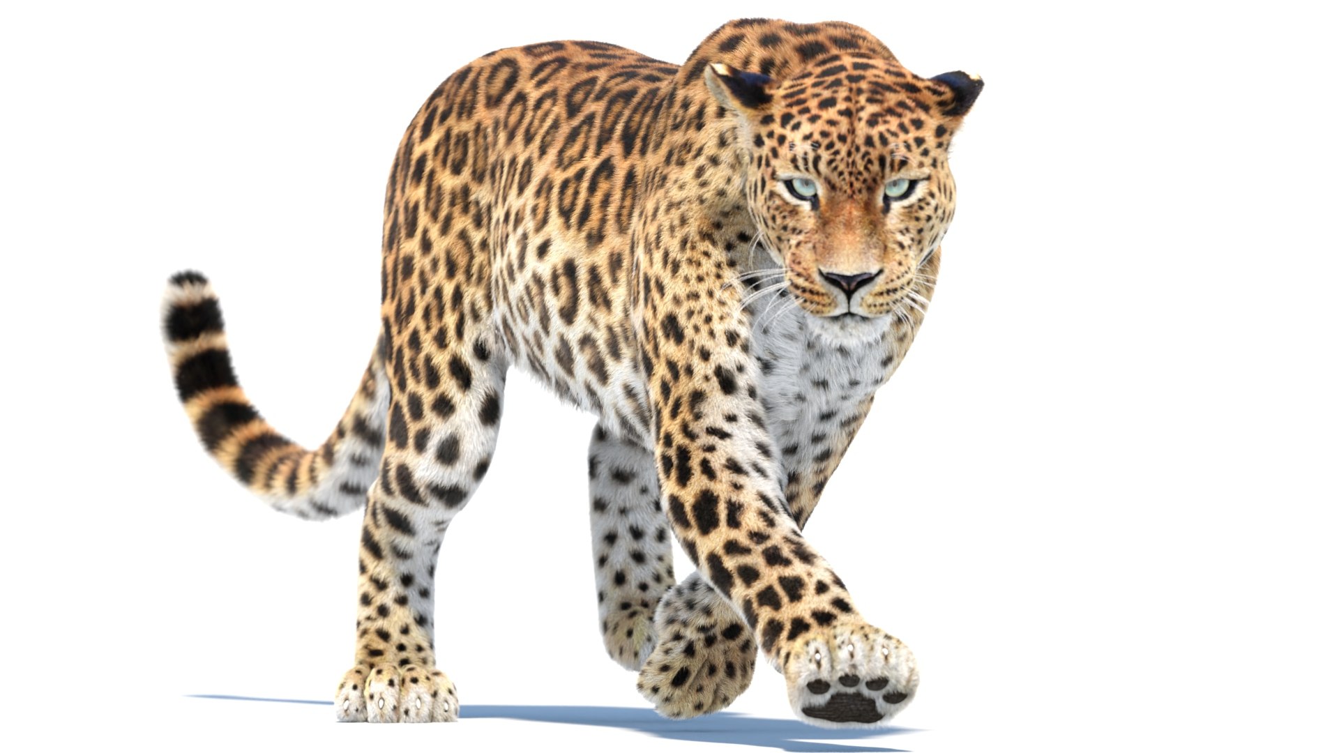 Animated Sri Lankan Leopard 3D Model With Fur 3D Model - TurboSquid 2286259