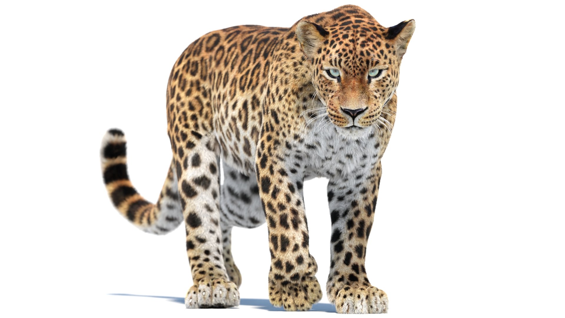 Animated Sri Lankan Leopard 3D Model With Fur 3D Model - TurboSquid 2286259