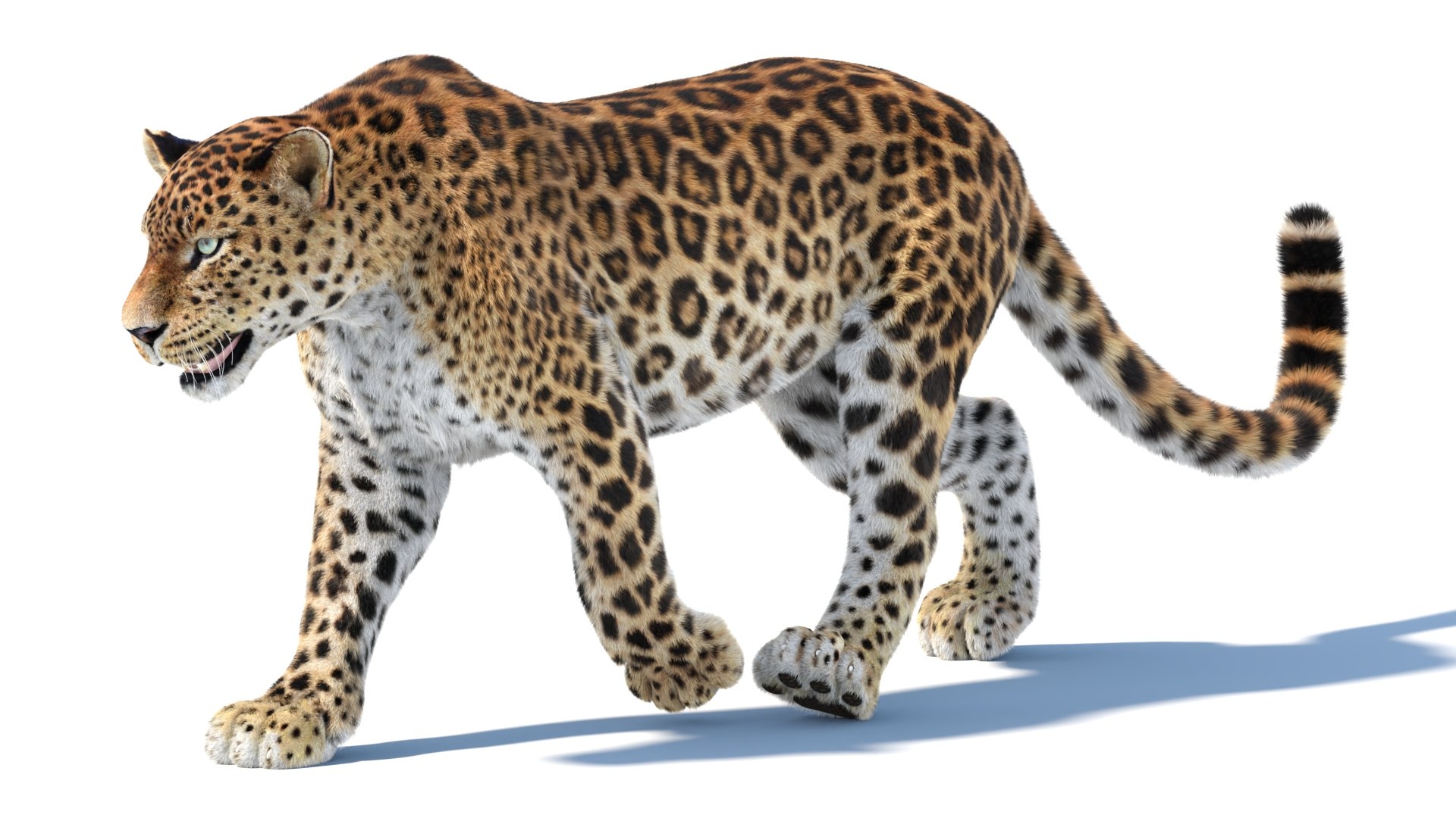 Animated Sri Lankan Leopard 3D Model With Fur 3D Model - TurboSquid 2286259