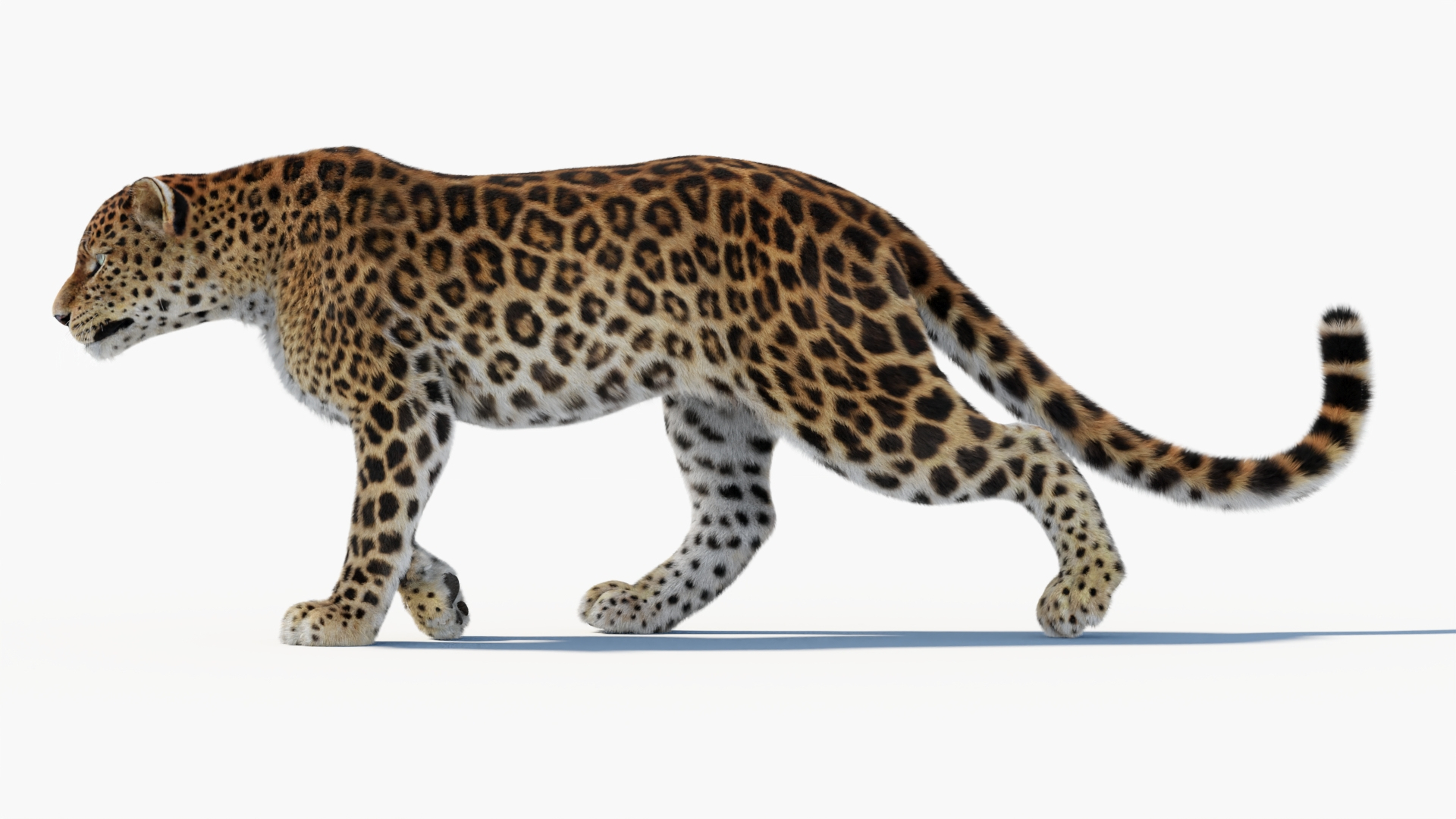 Animated Sri Lankan Leopard 3D Model With Fur 3D Model - TurboSquid 2286259