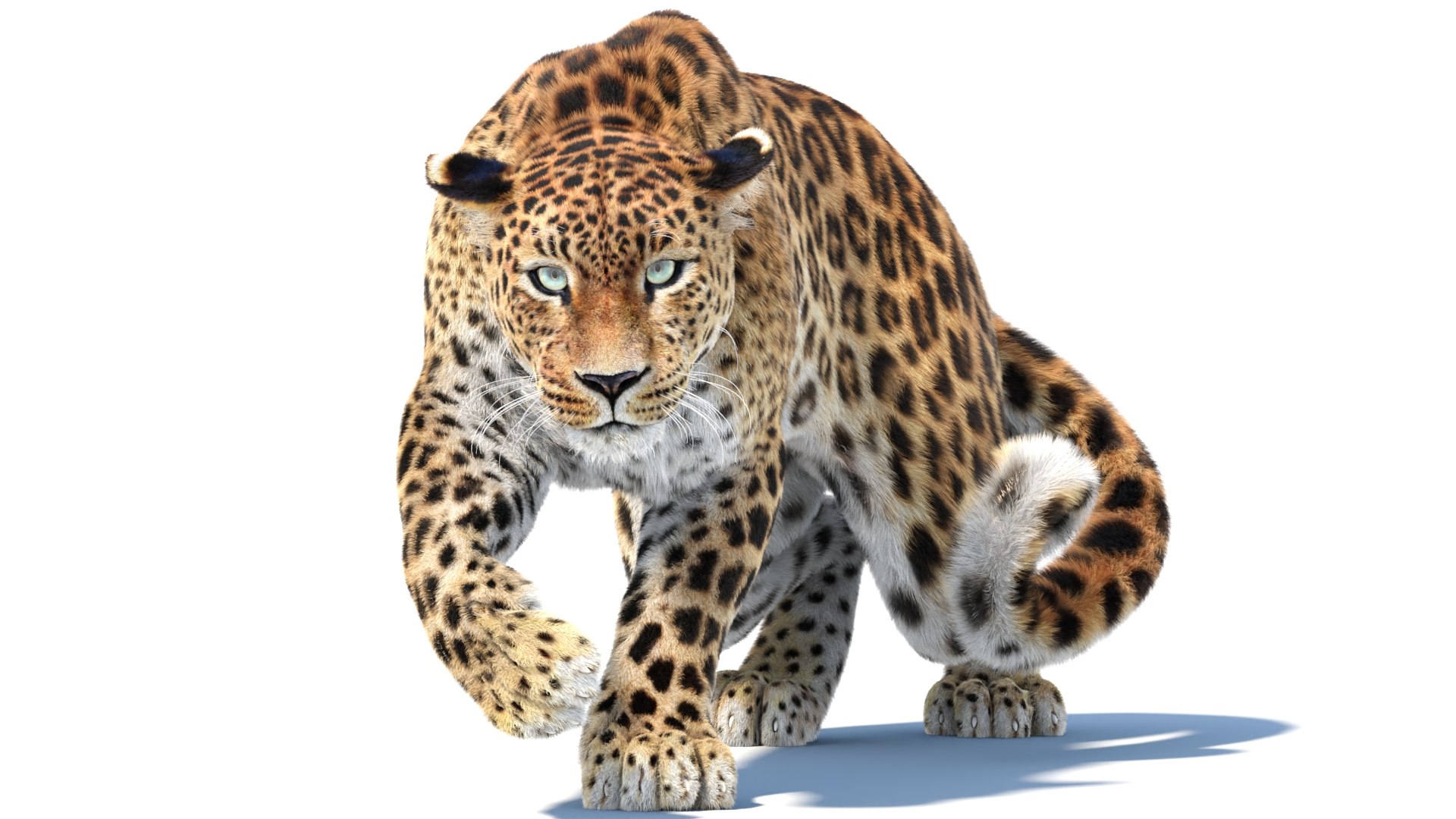 Animated Sri Lankan Leopard 3D Model With Fur 3D Model - TurboSquid 2286259