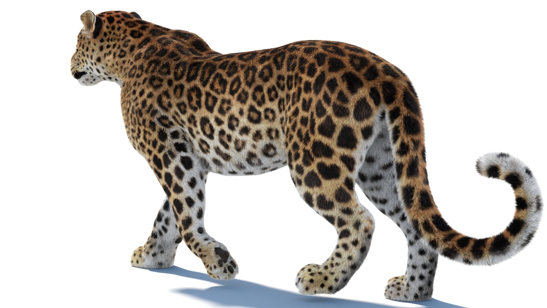 Animated Sri Lankan Leopard 3D Model With Fur 3D Model - TurboSquid 2286259