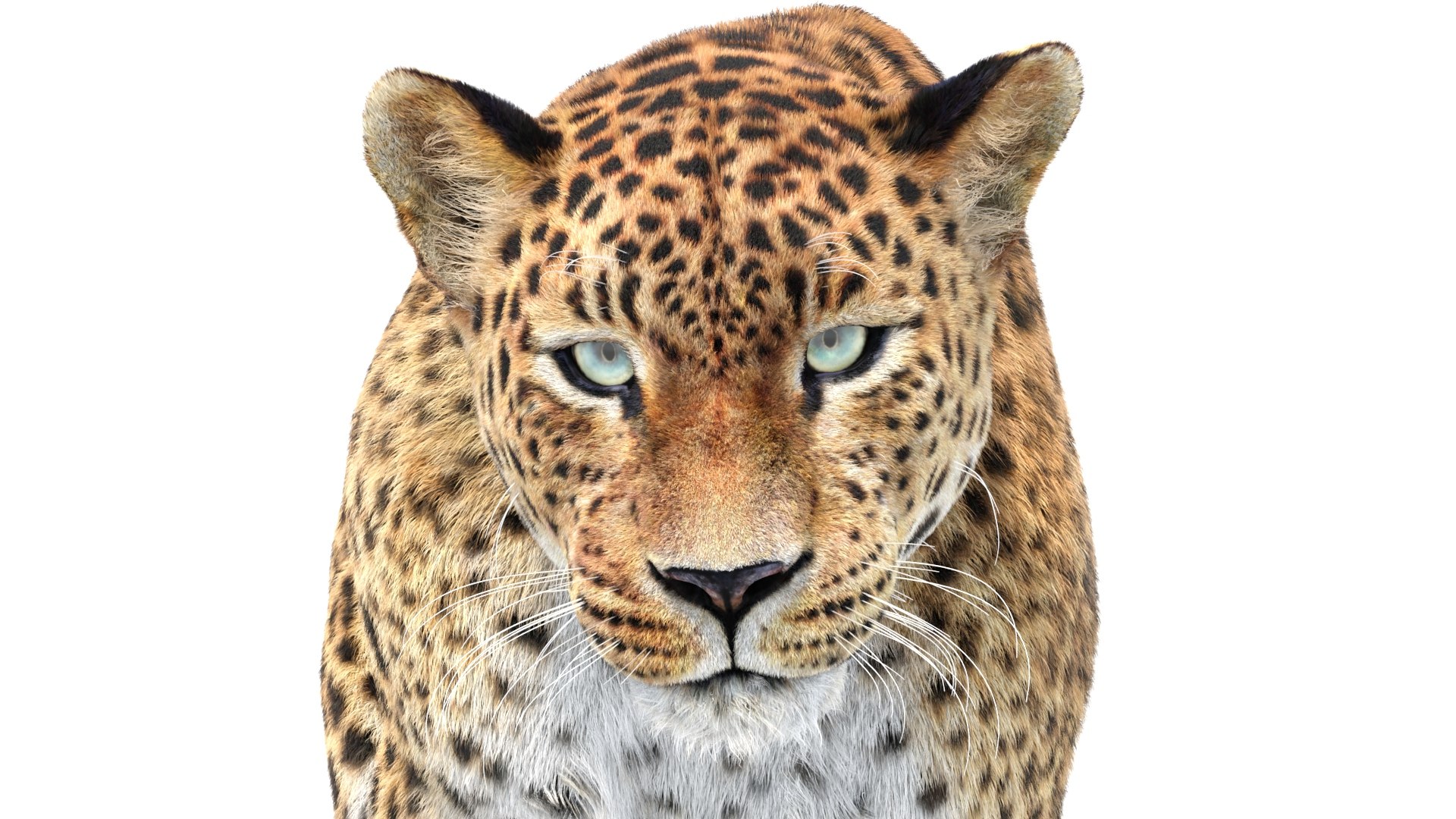 Animated Sri Lankan Leopard 3D Model With Fur 3D Model - TurboSquid 2286259