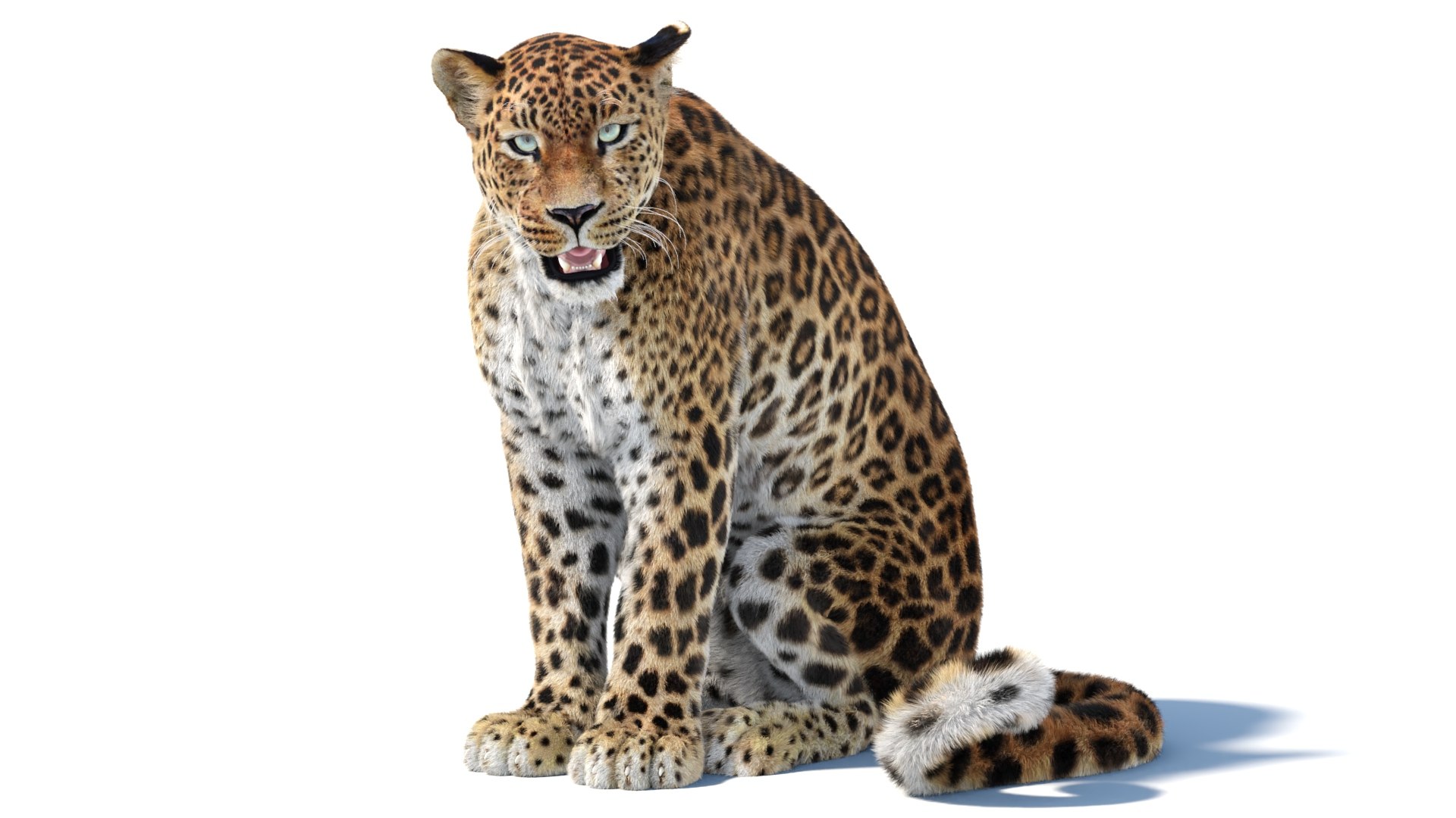 Animated Sri Lankan Leopard 3D Model With Fur 3D Model - TurboSquid 2286259