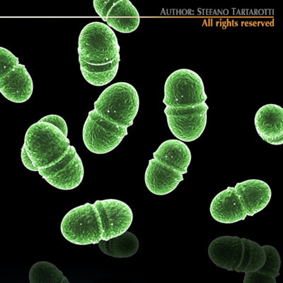 3d Enterococcus Bacterium Model