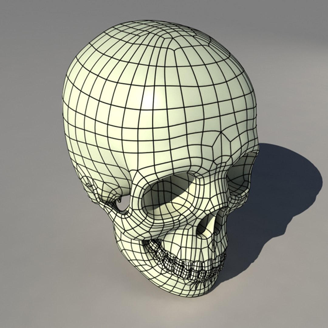 3d Model Human Skull Skeleton