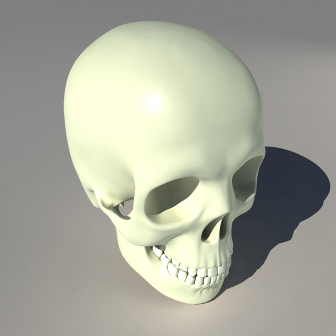3d Model Human Skull Skeleton