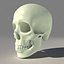 3d Model Human Skull Skeleton