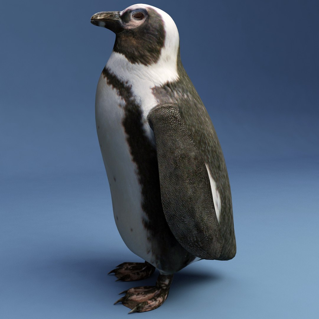 Penguin Modelled 3d Model