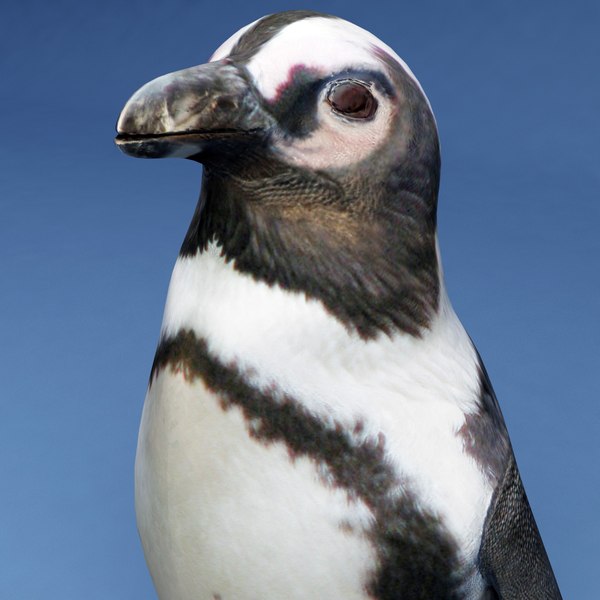 penguin modelled 3d model