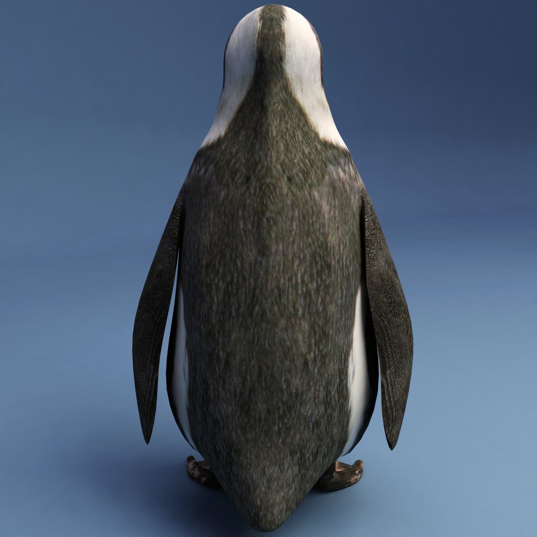Penguin Modelled 3d Model