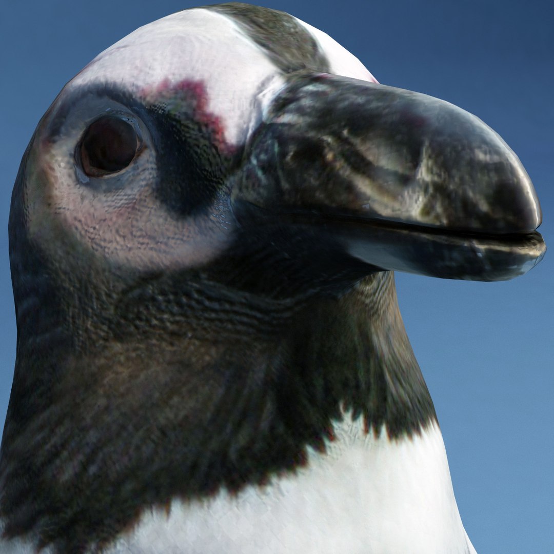 Penguin Modelled 3d Model
