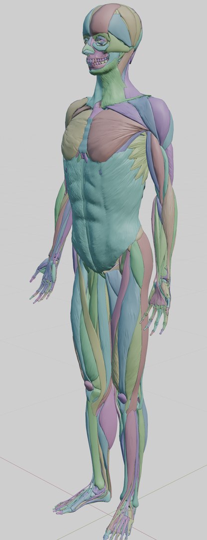 3D Human Muscle Body - TurboSquid 1681704