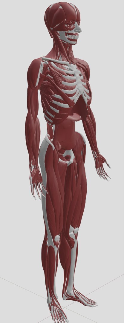 3D Human Muscle Body - TurboSquid 1681704