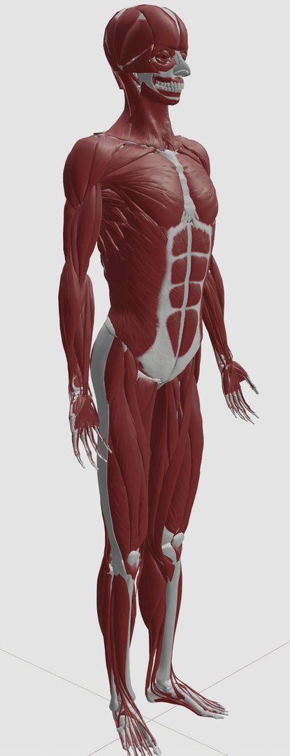3D Human Muscle Body - TurboSquid 1681704