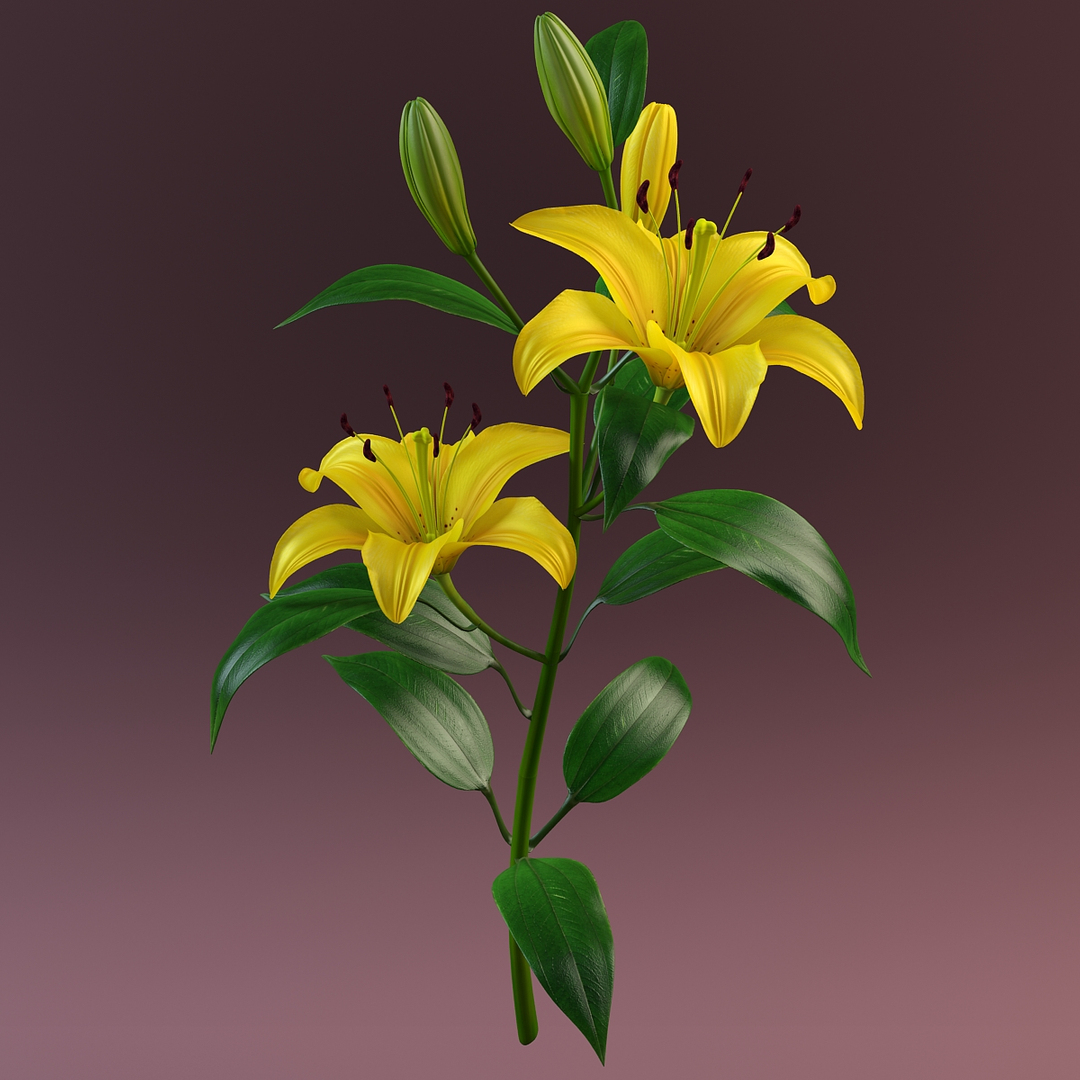3d model of lily petal leaf