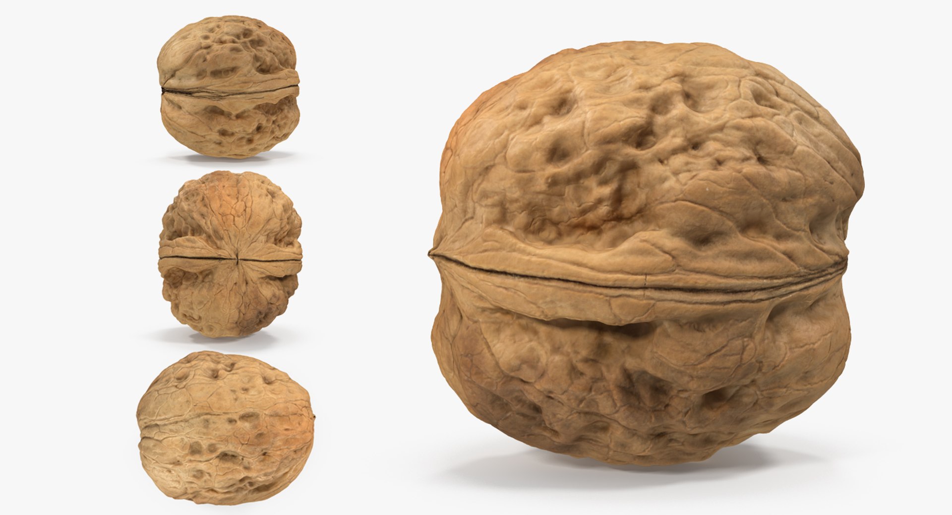 3d Walnut Nut Model