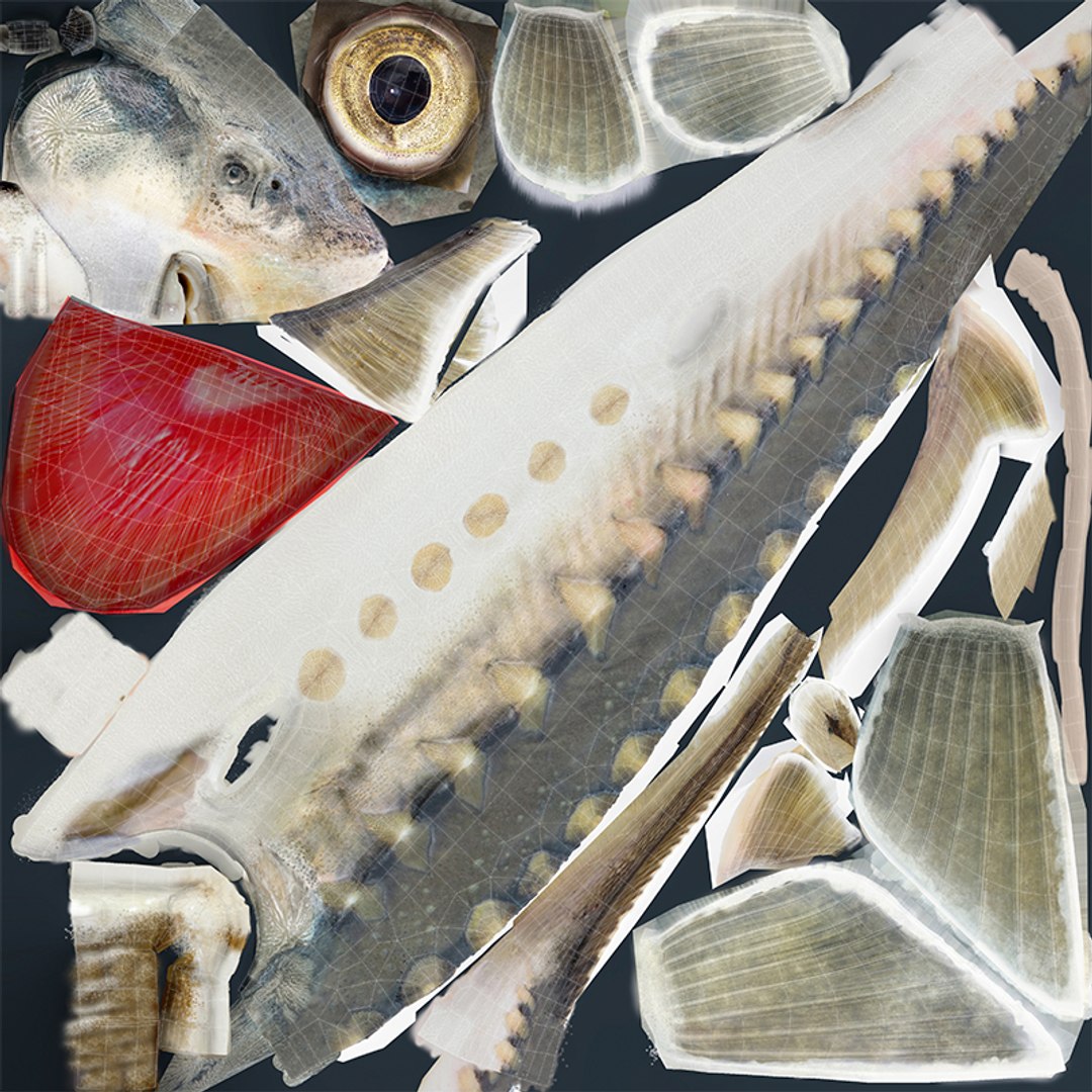 3D Sturgeon Fish Animation Model | 1145568 | TurboSquid