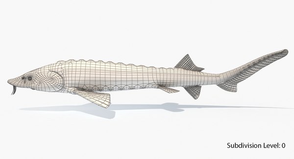 3D sturgeon fish animation model | 1145568 | TurboSquid
