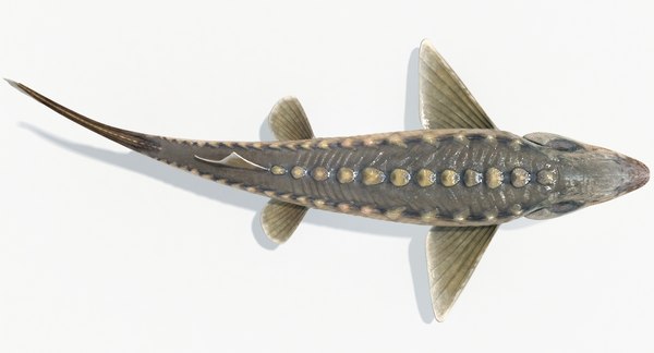 3D sturgeon fish animation model | 1145568 | TurboSquid