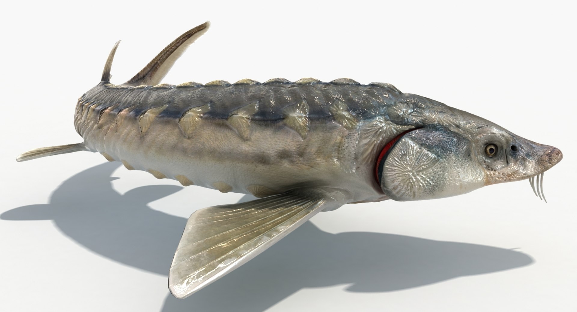 3D sturgeon fish animation model | 1145568 | TurboSquid
