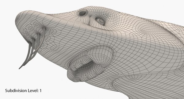 3D sturgeon fish animation model | 1145568 | TurboSquid