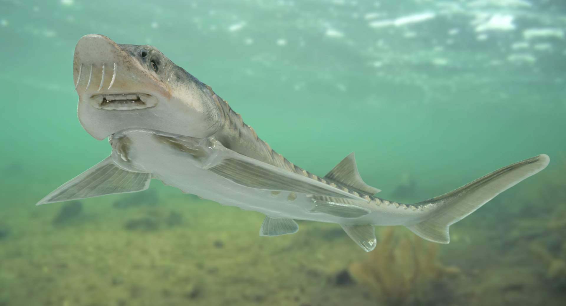 3D sturgeon fish animation model | 1145568 | TurboSquid