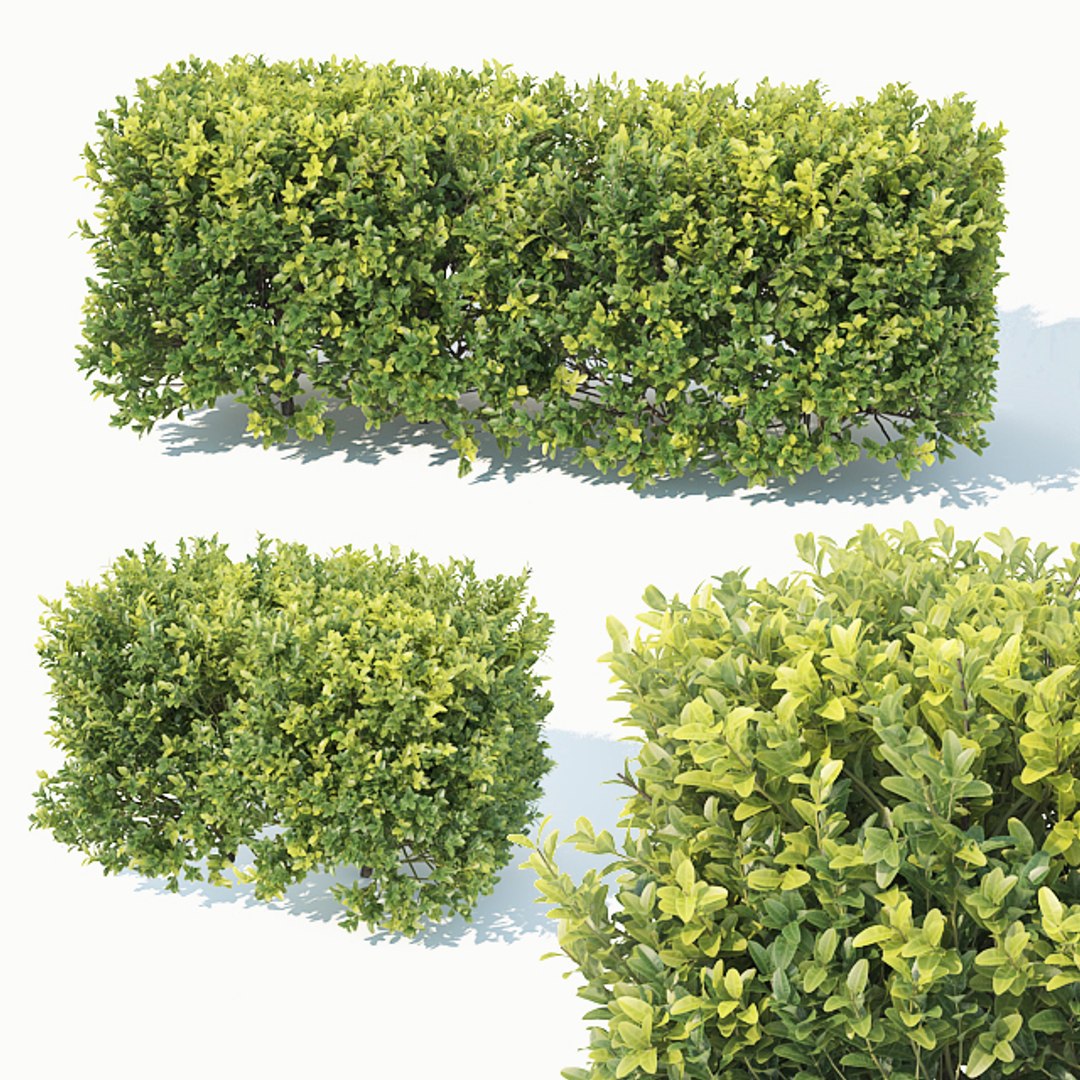 3D Model 50cm Hedge - TurboSquid 1323427