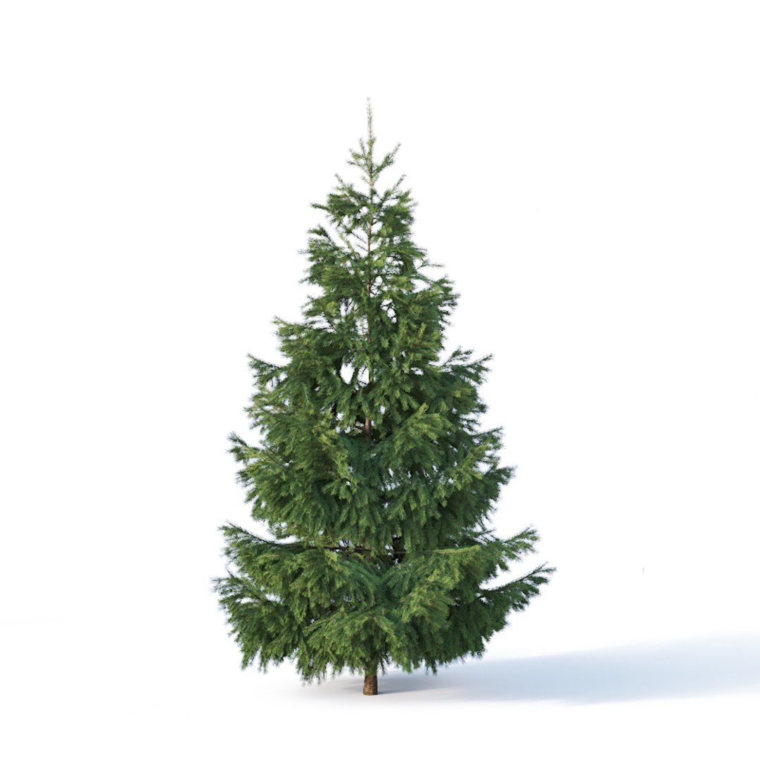 Fir Trees 3D Model - TurboSquid 1376783