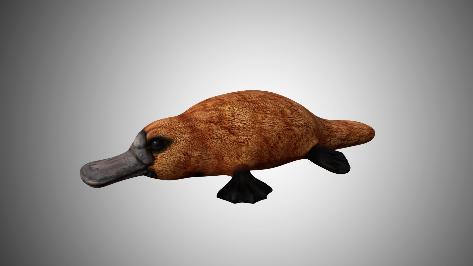 3D Rigged Ready Model - TurboSquid 1599668