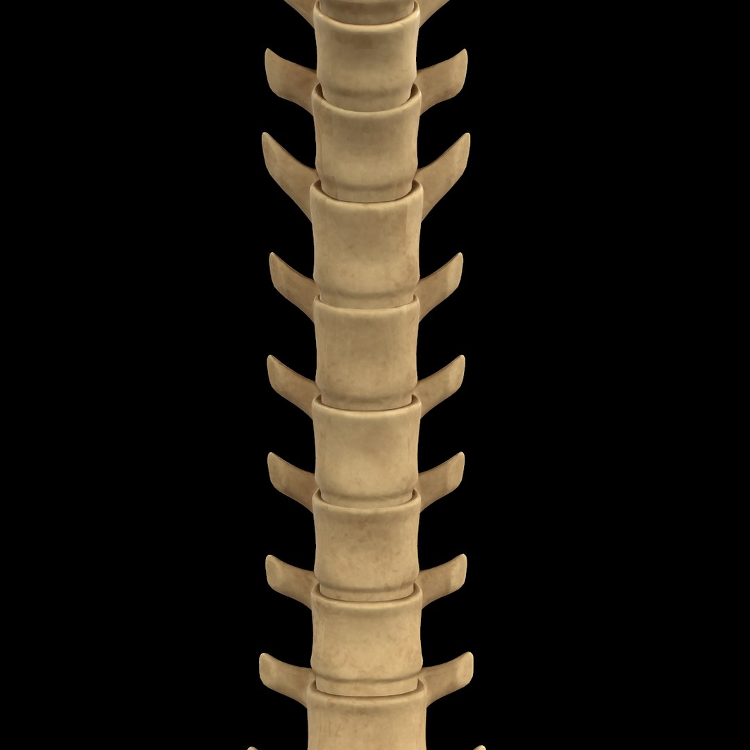 Spine anatomy skull spinal column model - TurboSquid 1398590