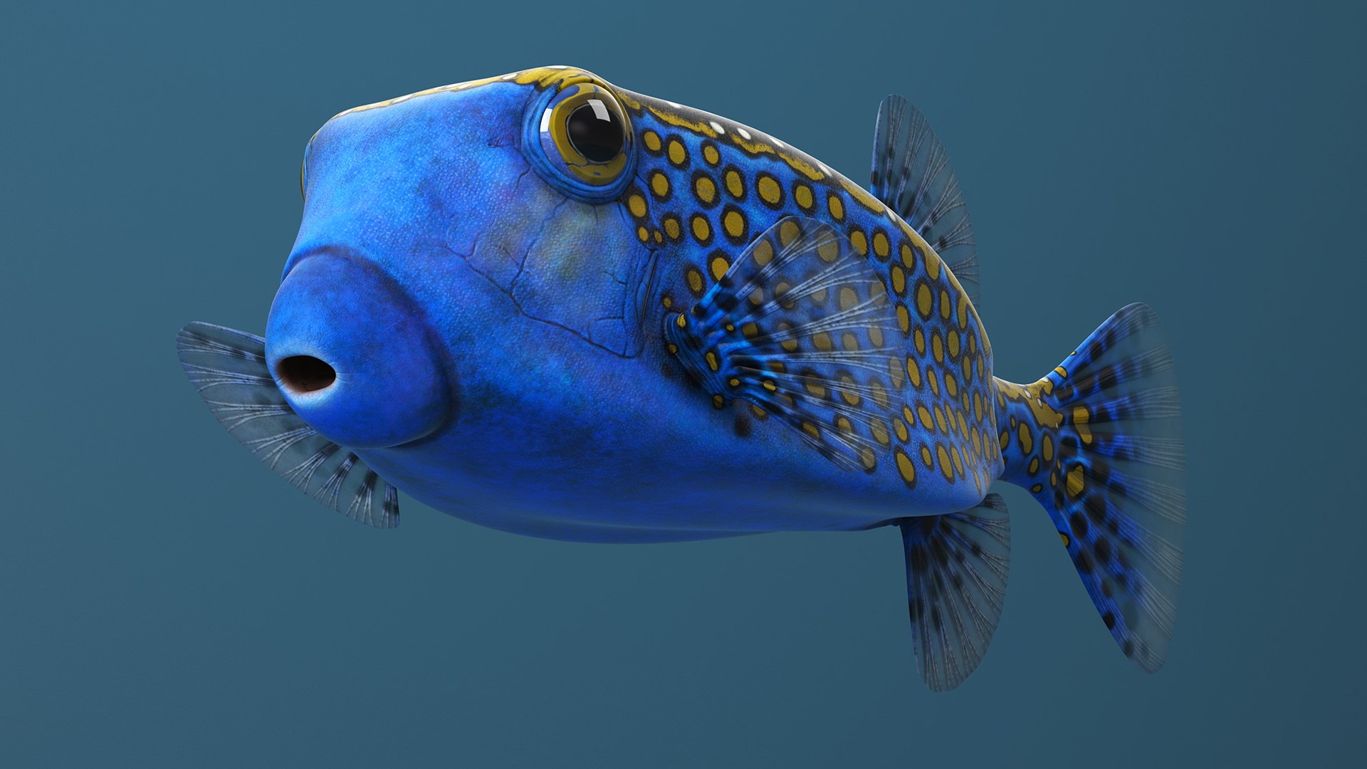 Ostracion Meleagris Fish Blue Rigged For Maya 3D Model - TurboSquid 2355337